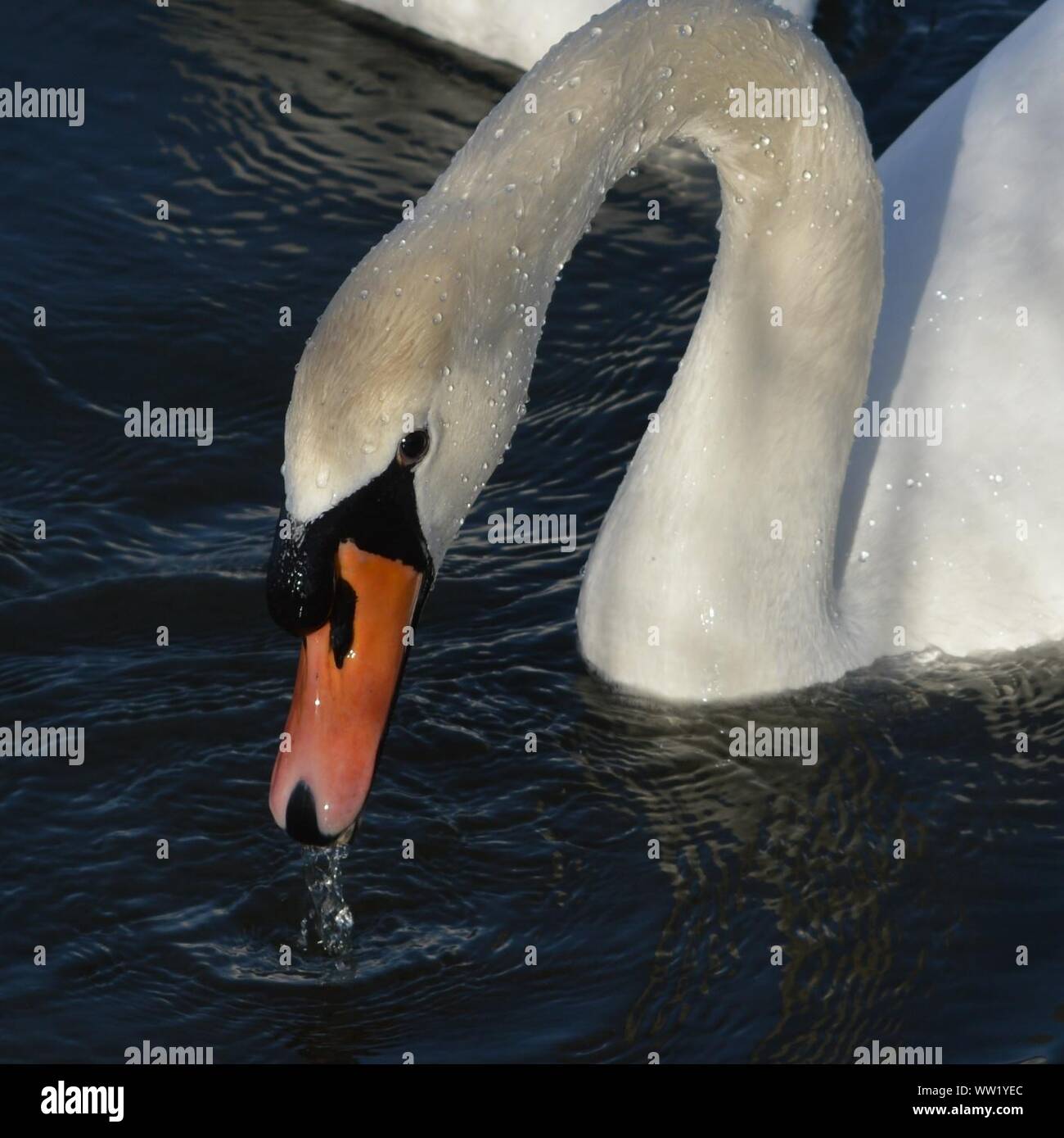 White swan drinking water white swan hi-res stock photography and ...