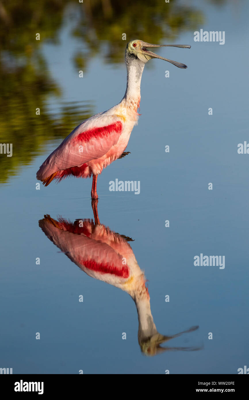 Roseate Spoonbill Reflection Stock Photo - Alamy
