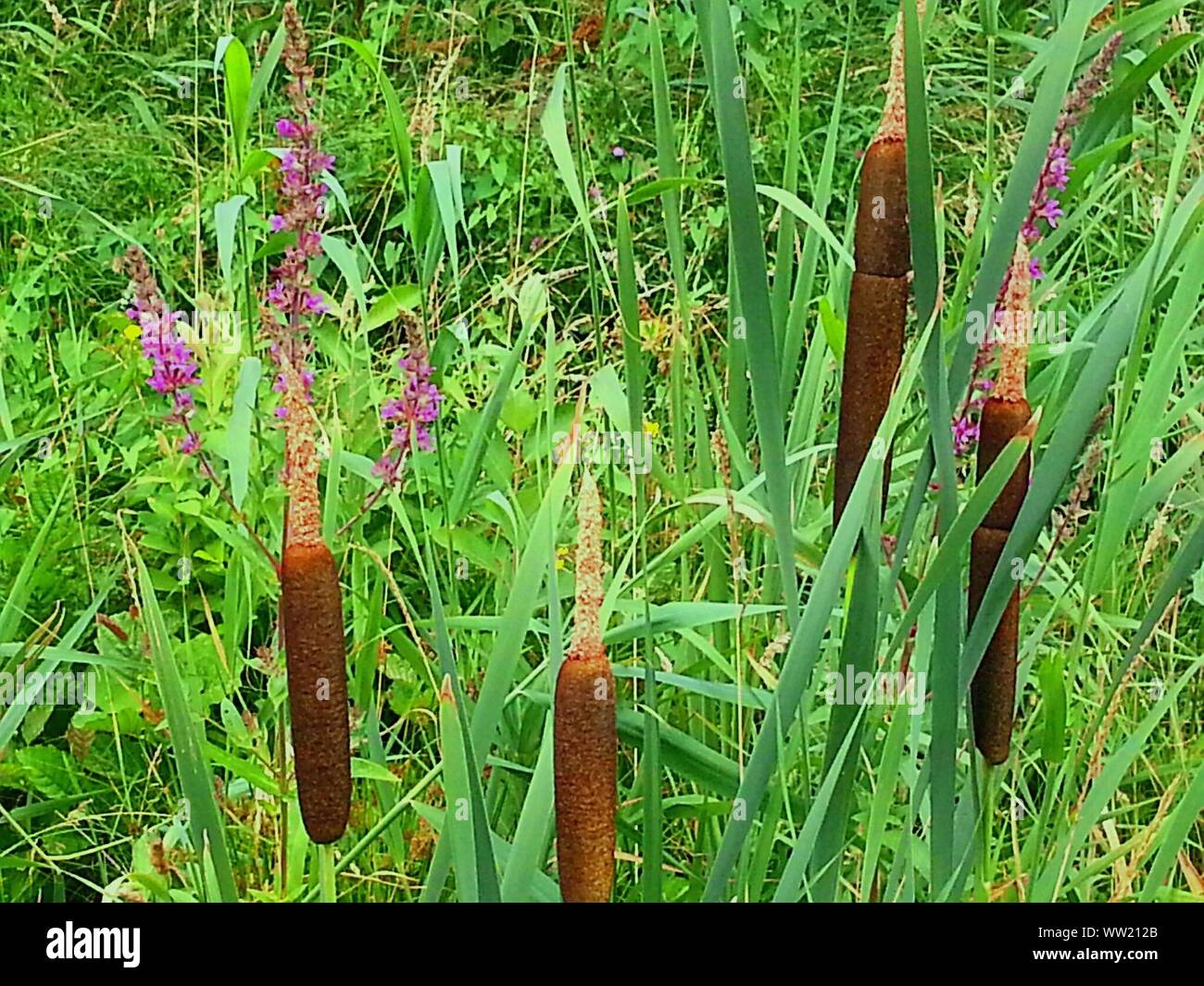 Cattail growing hi-res stock photography and images - Alamy