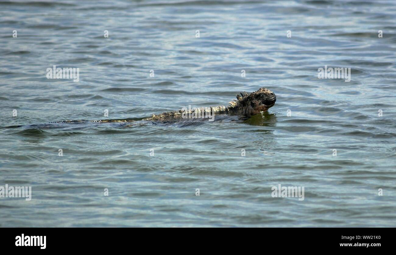 Iguana galapagos swimming hi-res stock photography and images - Alamy
