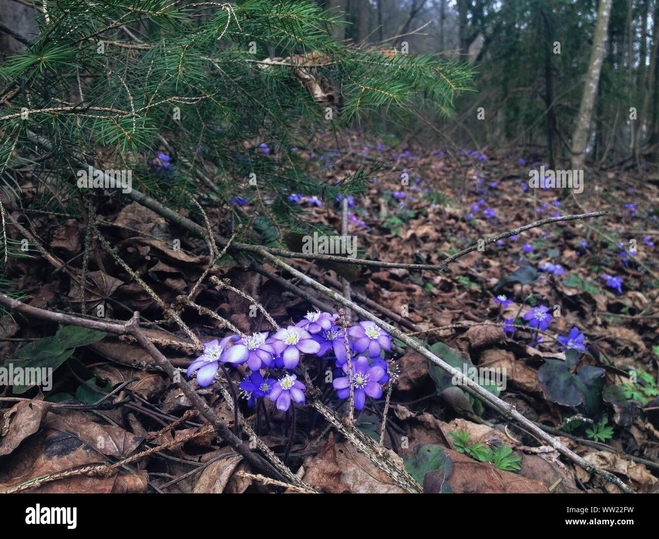 Messy flowers hi-res stock photography and images - Alamy