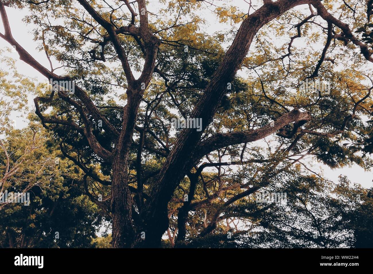 Tree ascending hi-res stock photography and images - Alamy