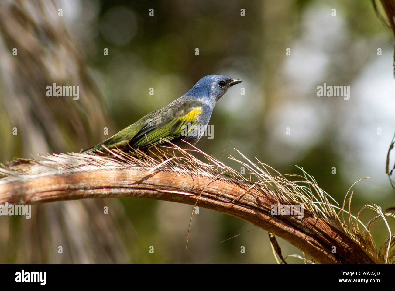 Golden-Chevroned tanager in wild, Rio de Janeiro, Brazil Stock Photo ...