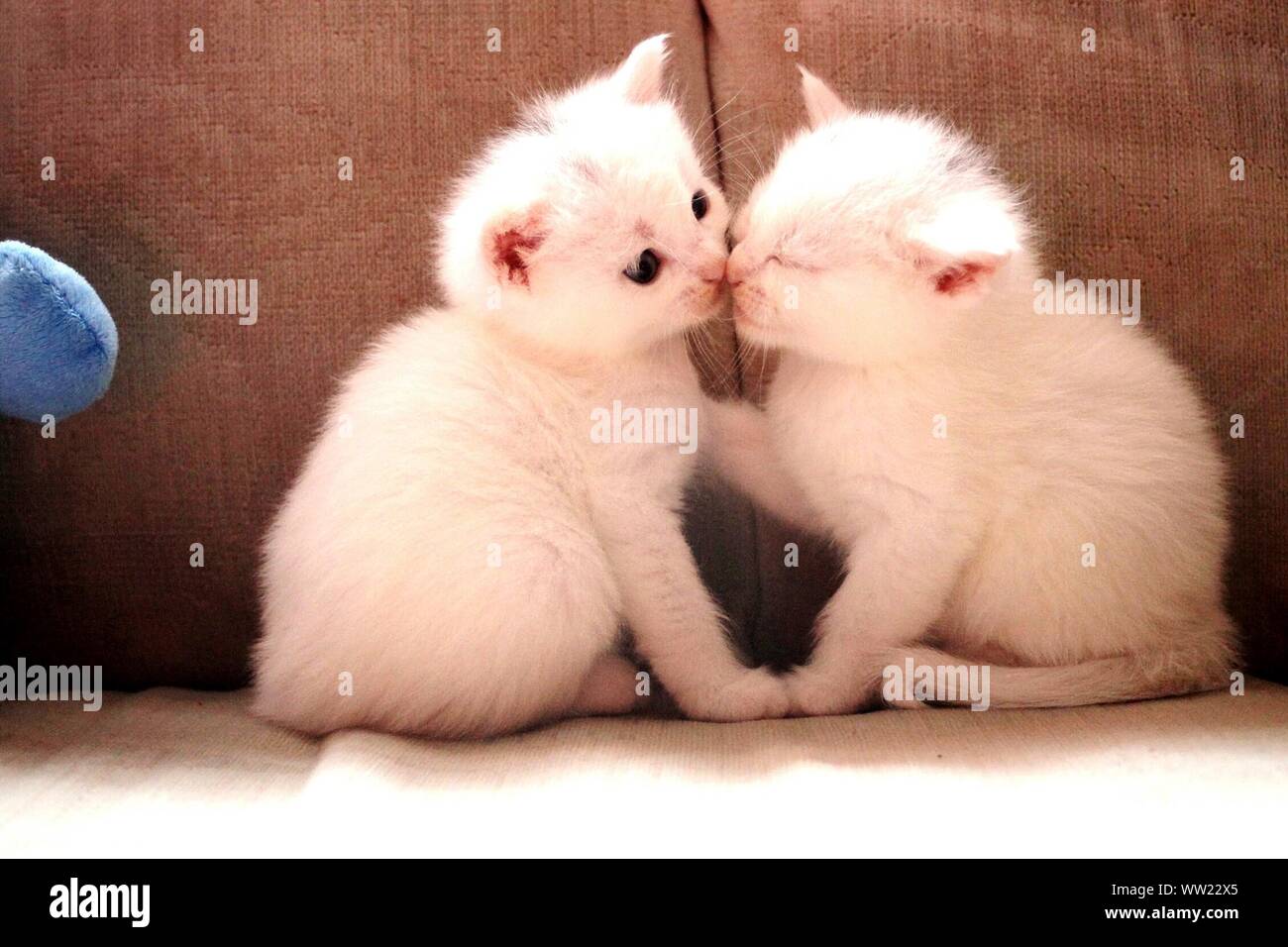Kittens kissing hi-res stock photography and images - Alamy