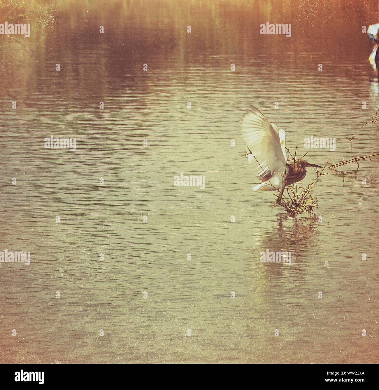 Bird landing hi-res stock photography and images - Alamy