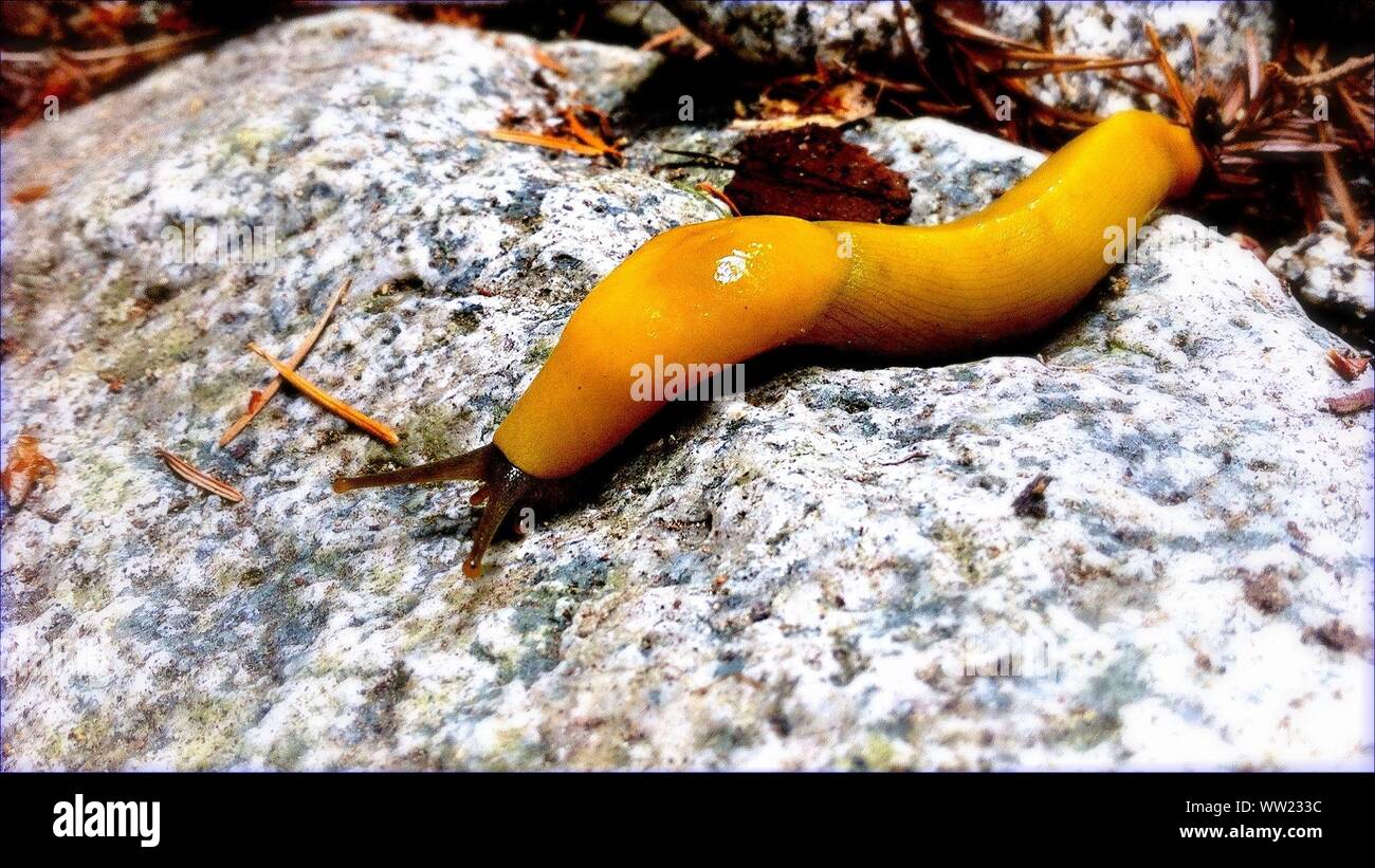 Yellow Banana Slug High Resolution Stock Photography and Images - Alamy