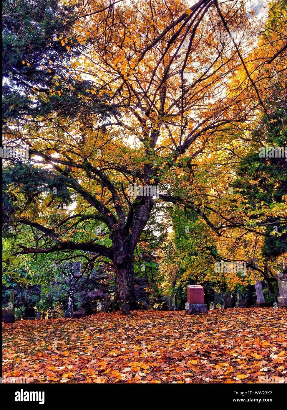Autumn Trees In Cemetery Stock Photo - Alamy
