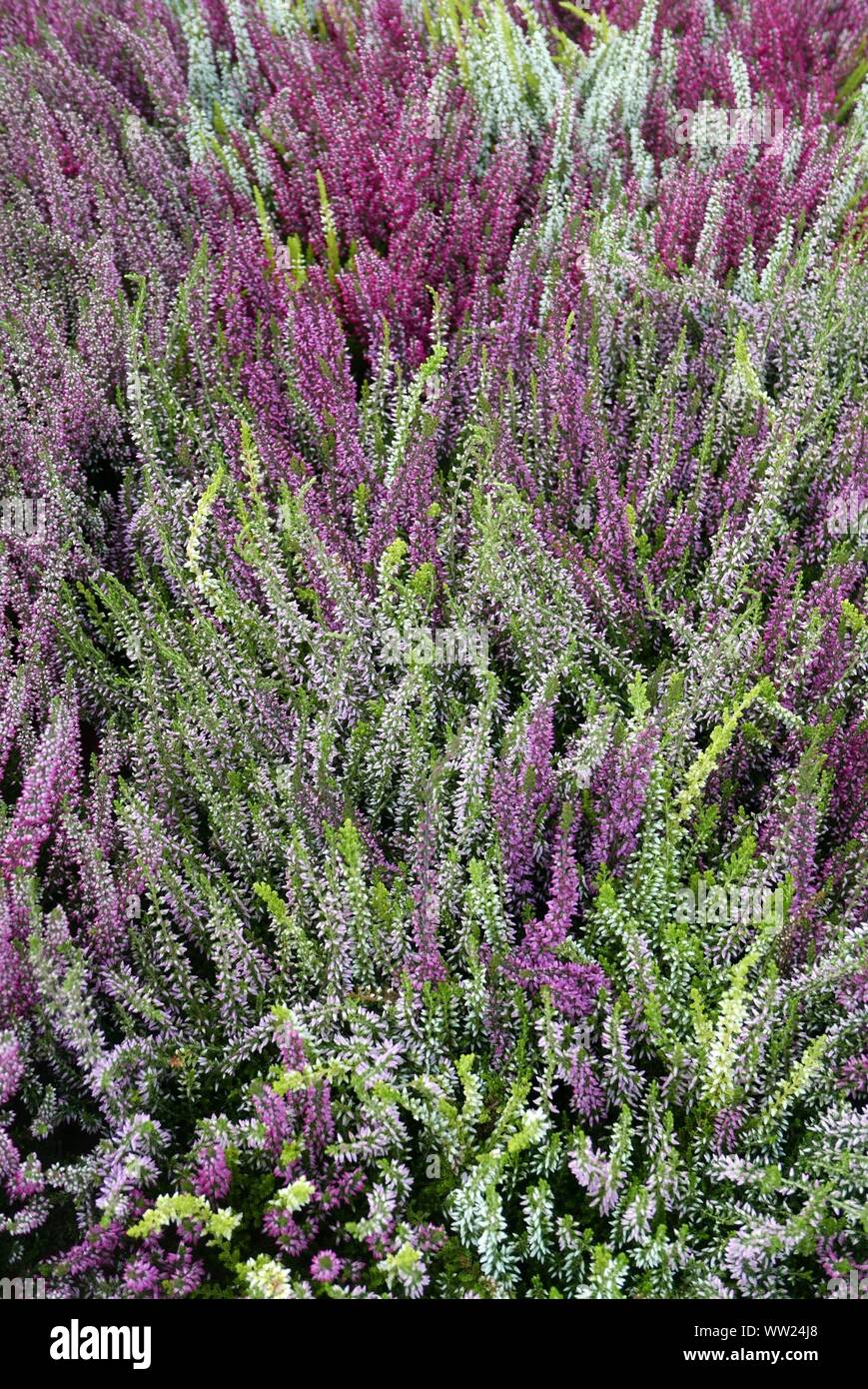 Heather garden hi-res stock photography and images - Alamy