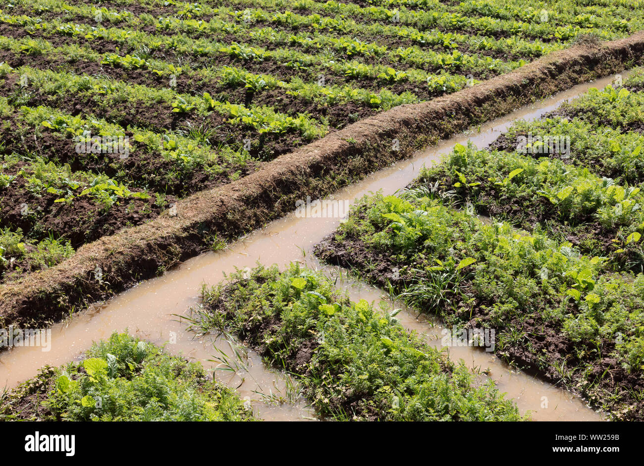 Agricultural fields in Madagascar, food for the local people Stock ...