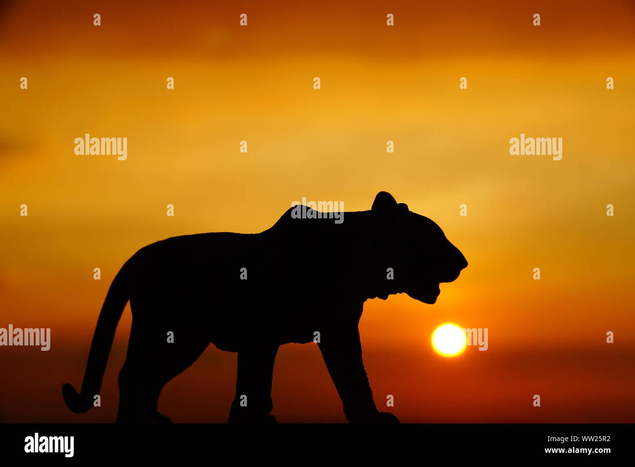 Lioness silhouette hi-res stock photography and images - Alamy
