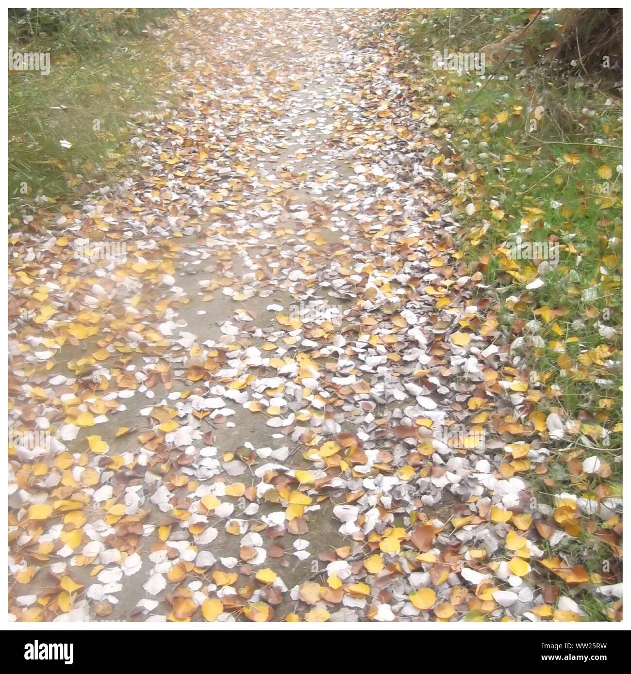 Leaves pathway hi-res stock photography and images - Alamy