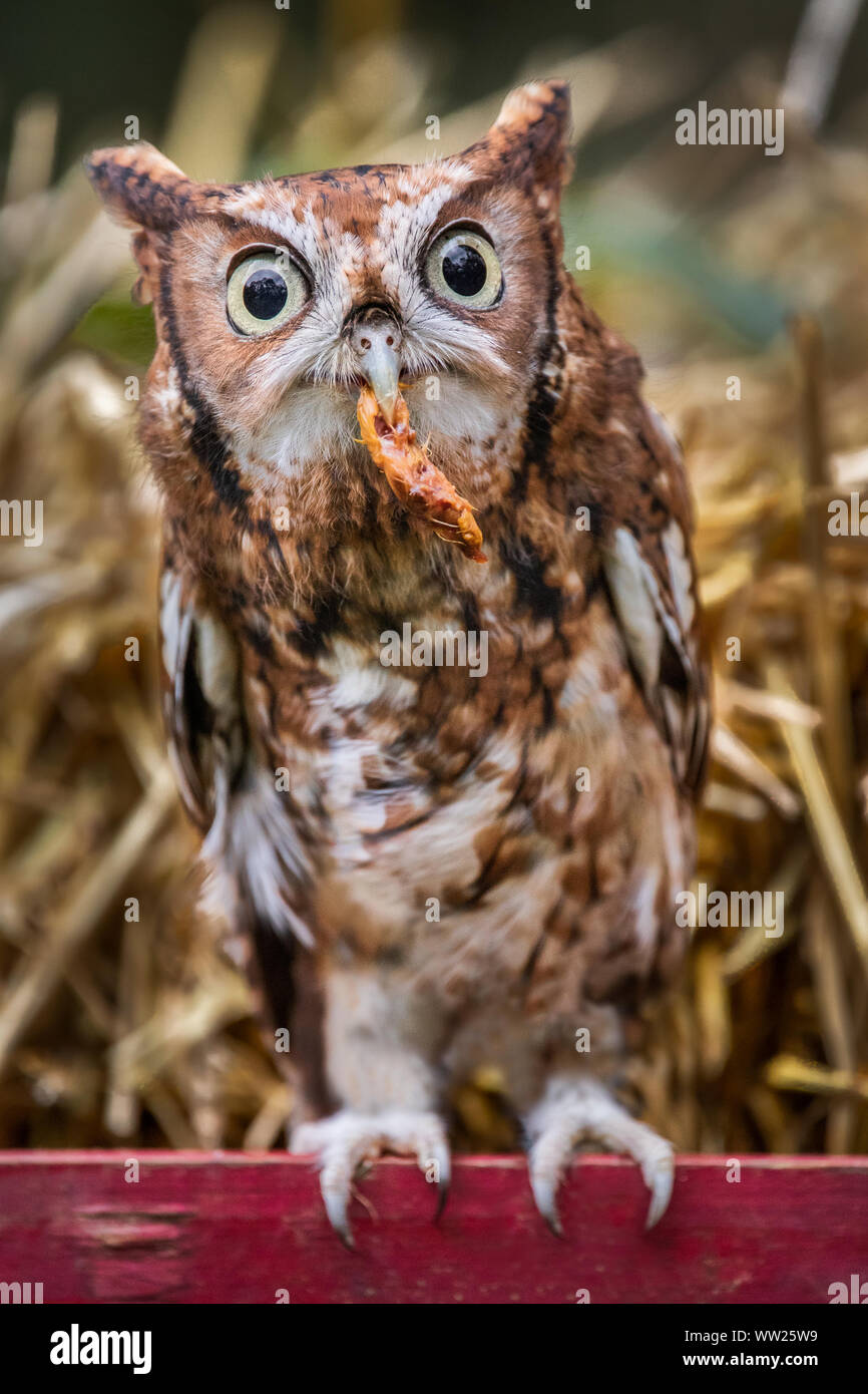 Red eyes of the owl hi-res stock photography and images - Alamy