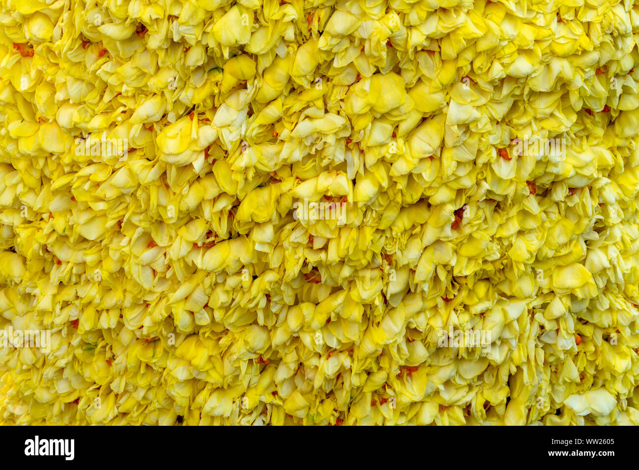 Colorful petals as a natural background. Petals of various flowers form ...