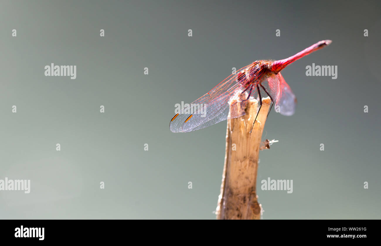 The Violet Dropwing, Trithemis annulata, in Isalo national park ...