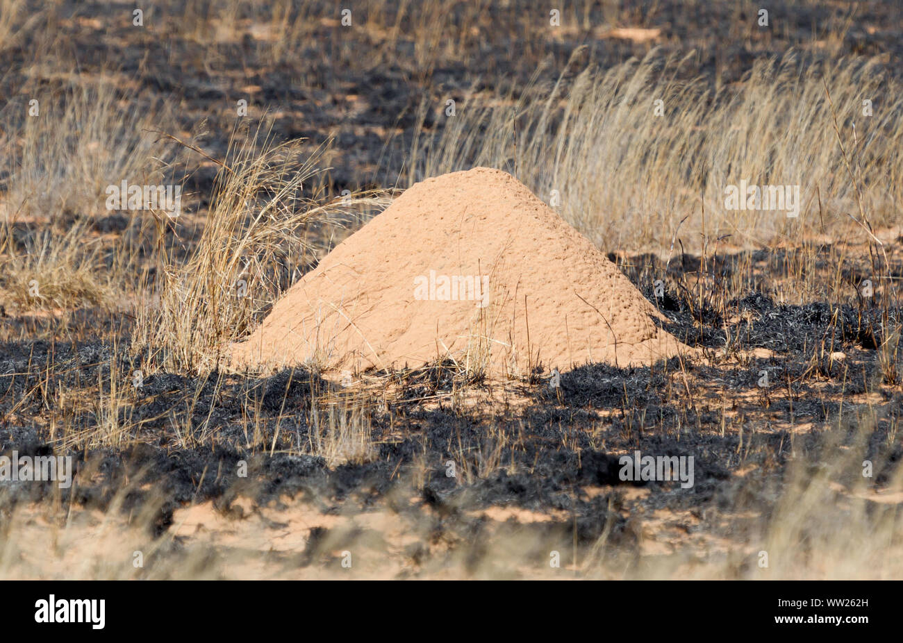 Small termite hill in a burned area, Madagascar Stock Photo - Alamy