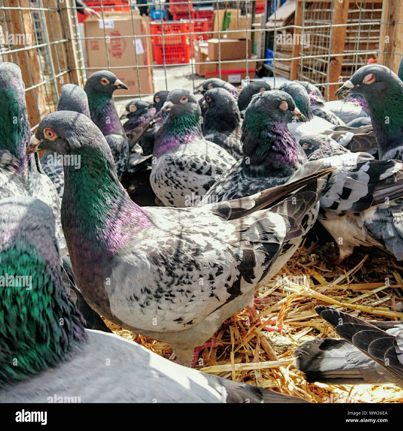 Pigeons cage hi-res stock photography and images - Alamy