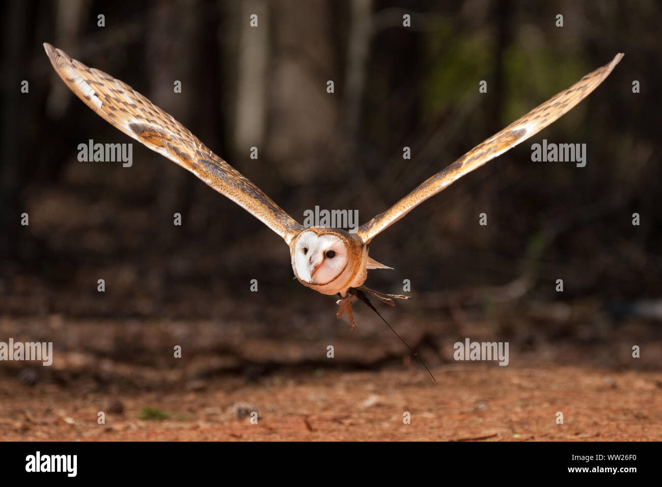 Barn Owl in Flight Stock Photo - Alamy