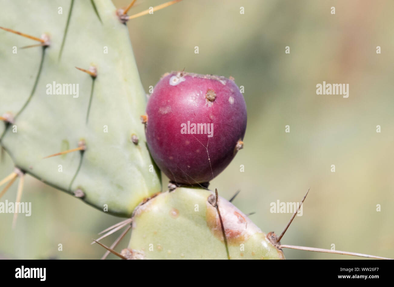 Cactus jam hi-res stock photography and images - Alamy