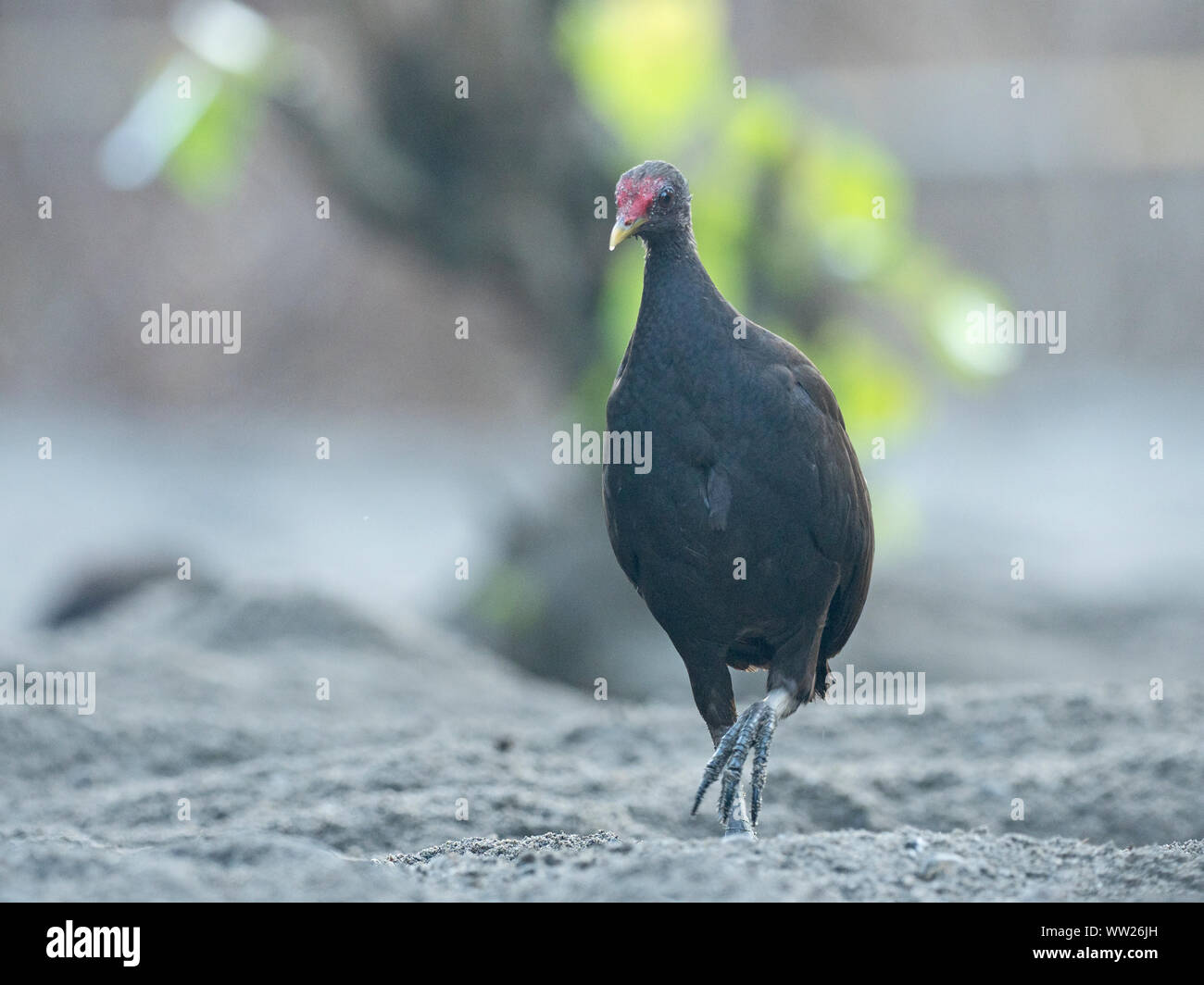 Melanesian megapode hi-res stock photography and images - Alamy