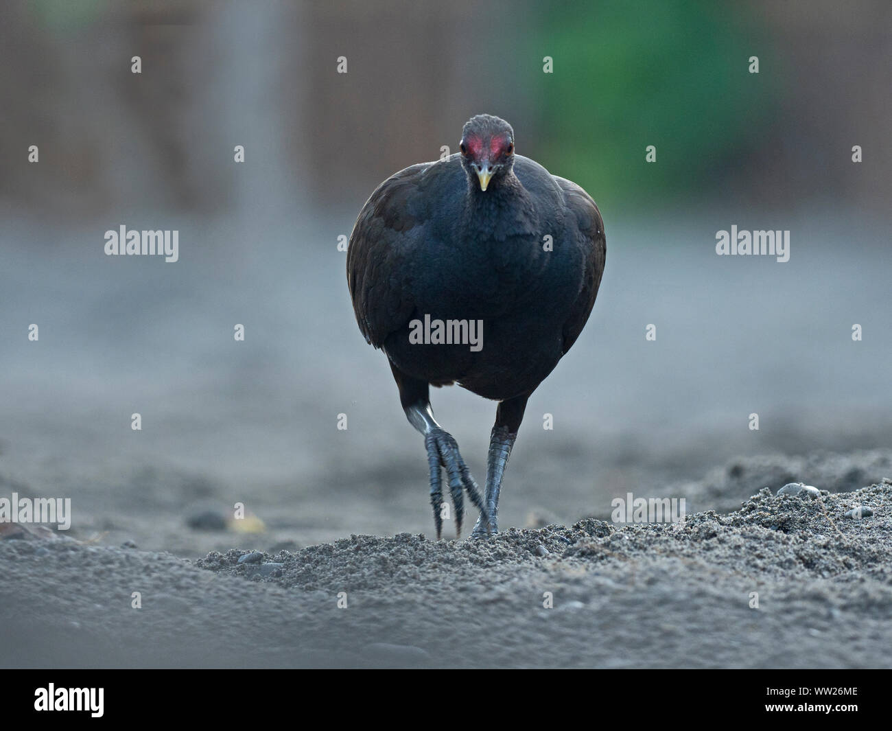 Melanesian megapode hi-res stock photography and images - Alamy