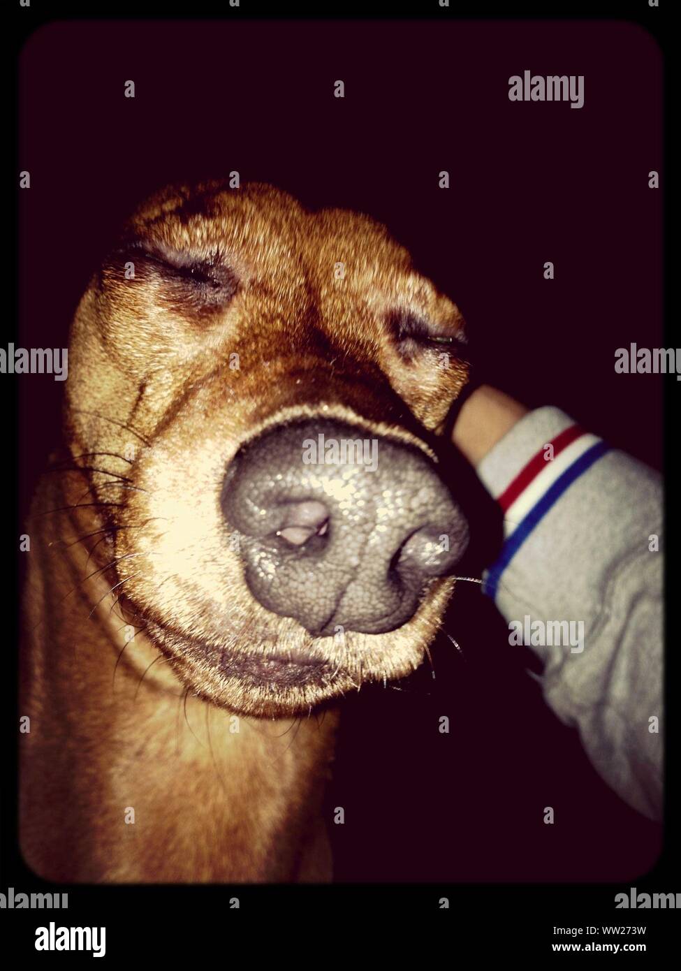 Nose touching dog hi-res stock photography and images - Alamy