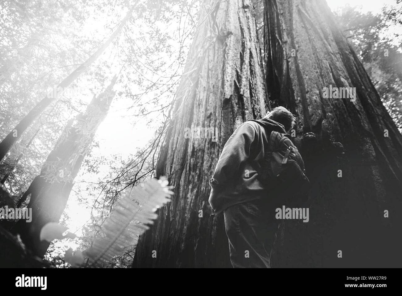 Man in tall tree hi-res stock photography and images - Alamy