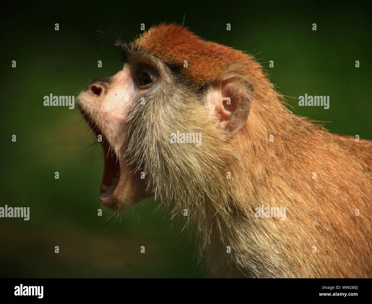 Mouth open side hi-res stock photography and images - Alamy