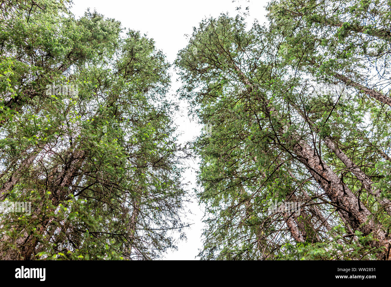 Looking up tall aspen trees hi-res stock photography and images - Alamy