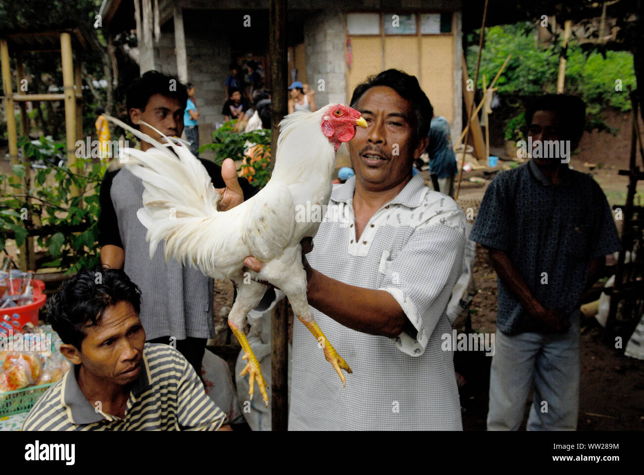 Bali cock fighting Indonesia Group of Balinese men in rural community ...