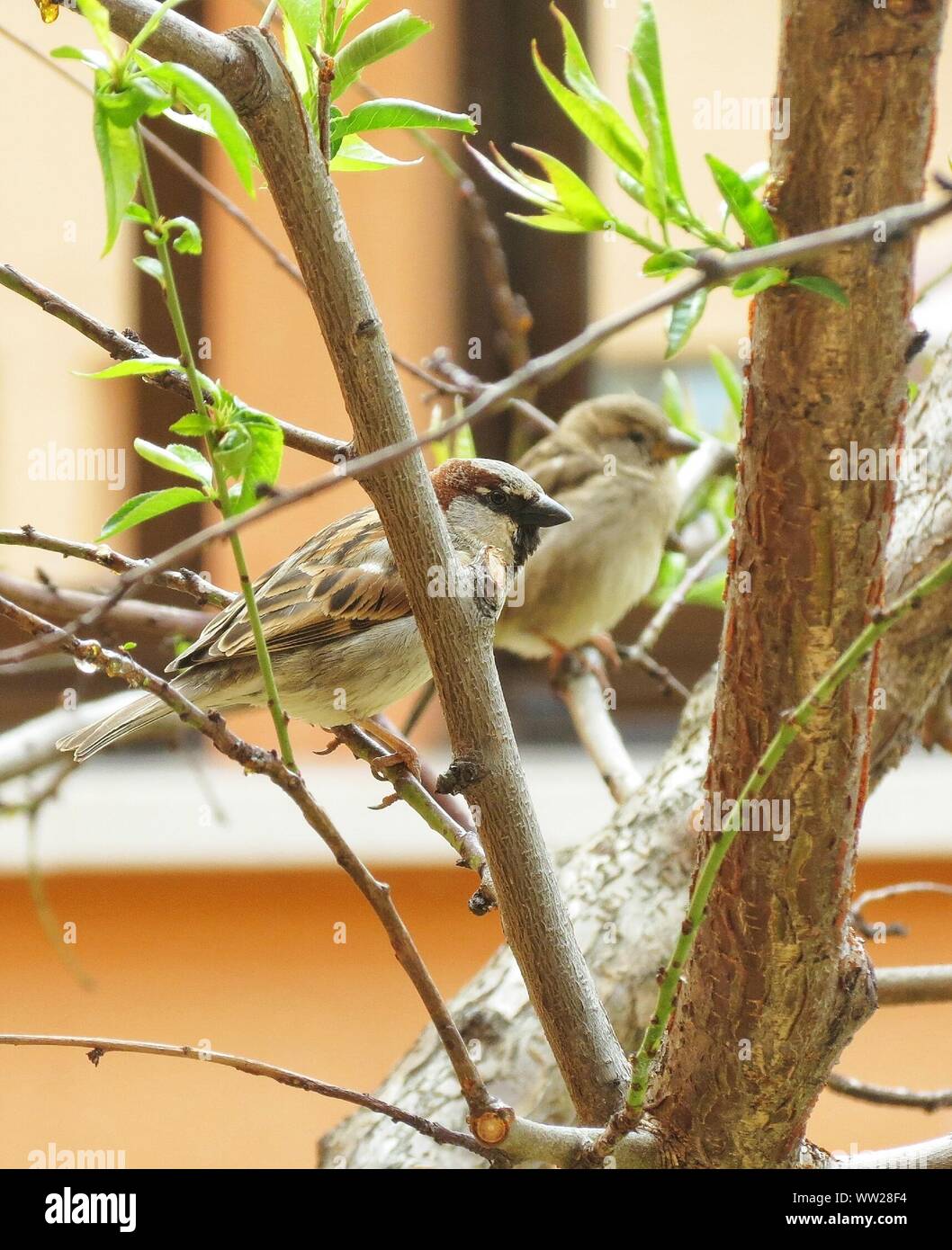Two sparrows hi-res stock photography and images - Alamy