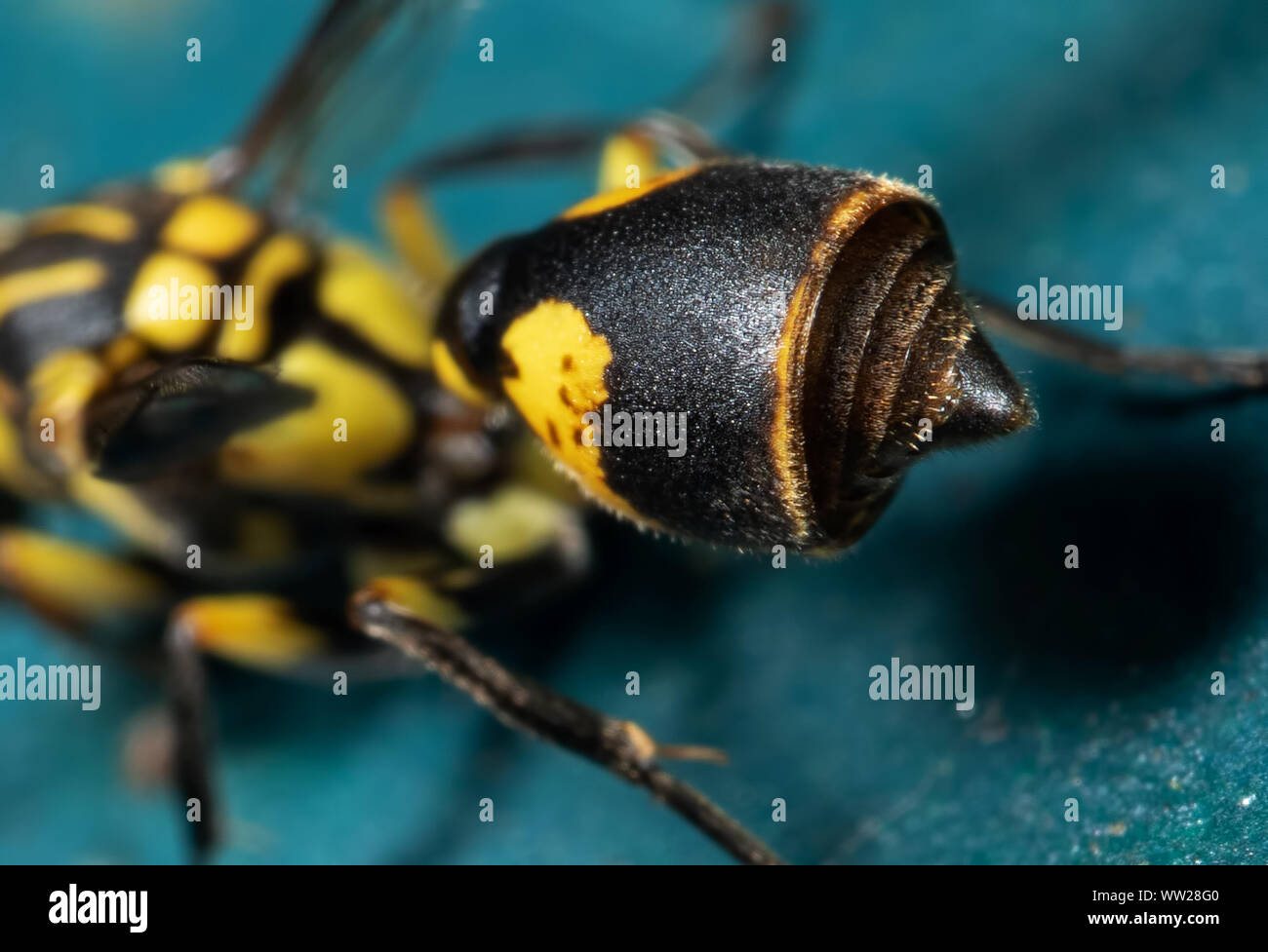 Macro Photography of Abdomen and Stinger of Wasp on Turquoise Floor ...