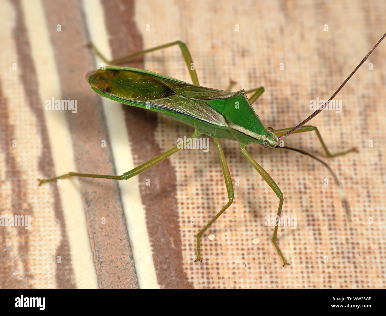Macro Photography of Green Assassin Bug on The Floor Stock Photo - Alamy