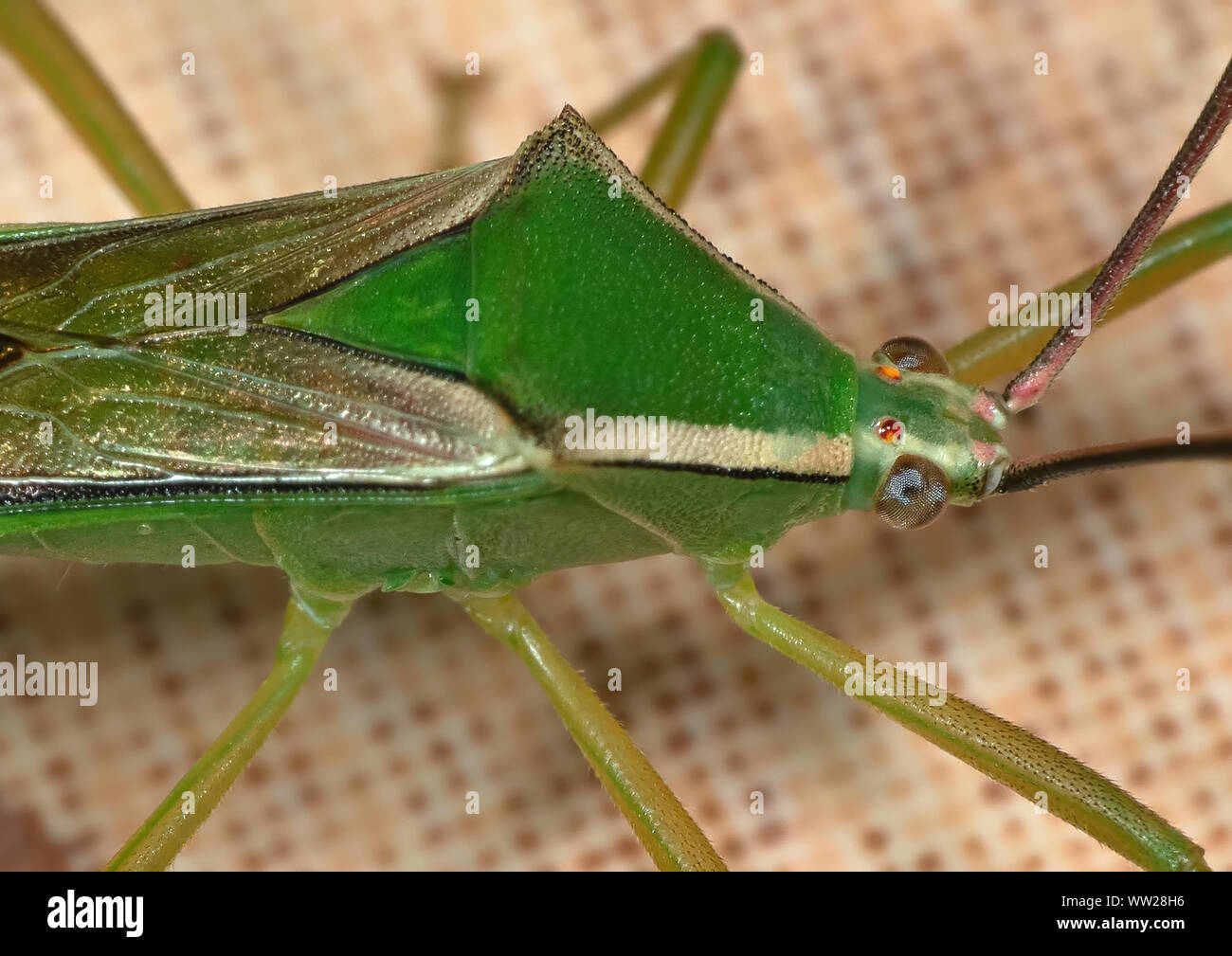 Macro Photography of Green Assassin Bug on The Floor Stock Photo - Alamy
