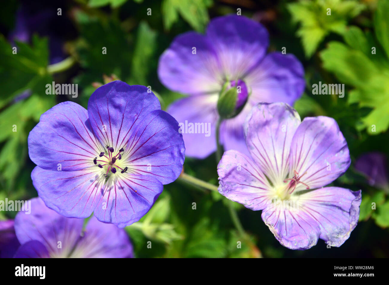 Perennial Cranesbill Geranium (Rozanne) at RHS Garden Harlow Carr ...