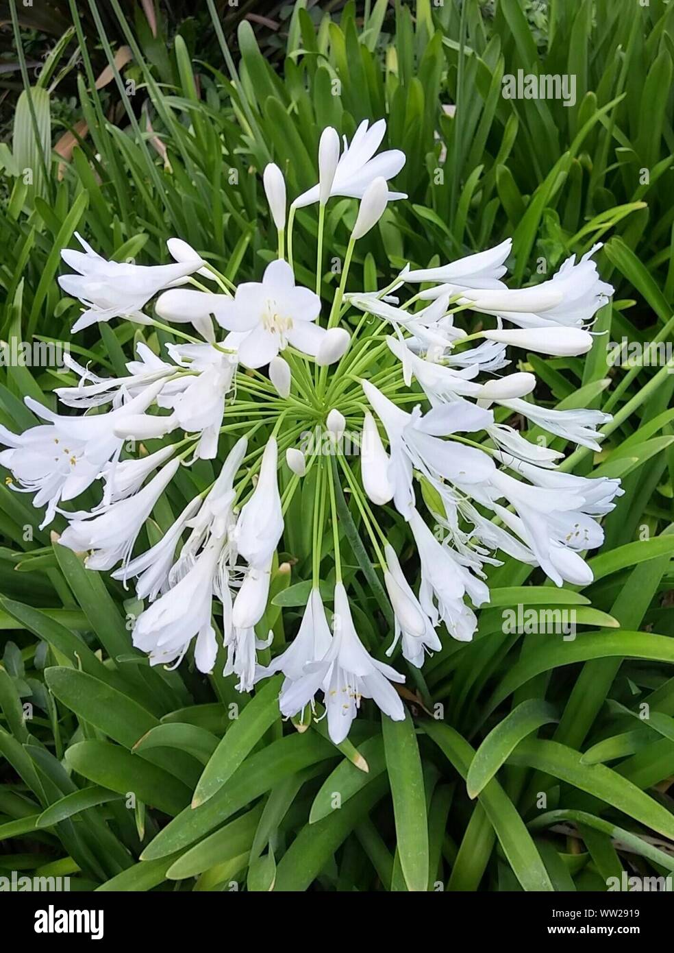 African lily flowers hi-res stock photography and images - Alamy