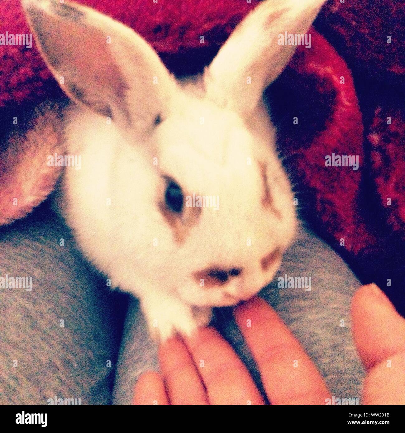Petting a rabbit hi-res stock photography and images - Alamy