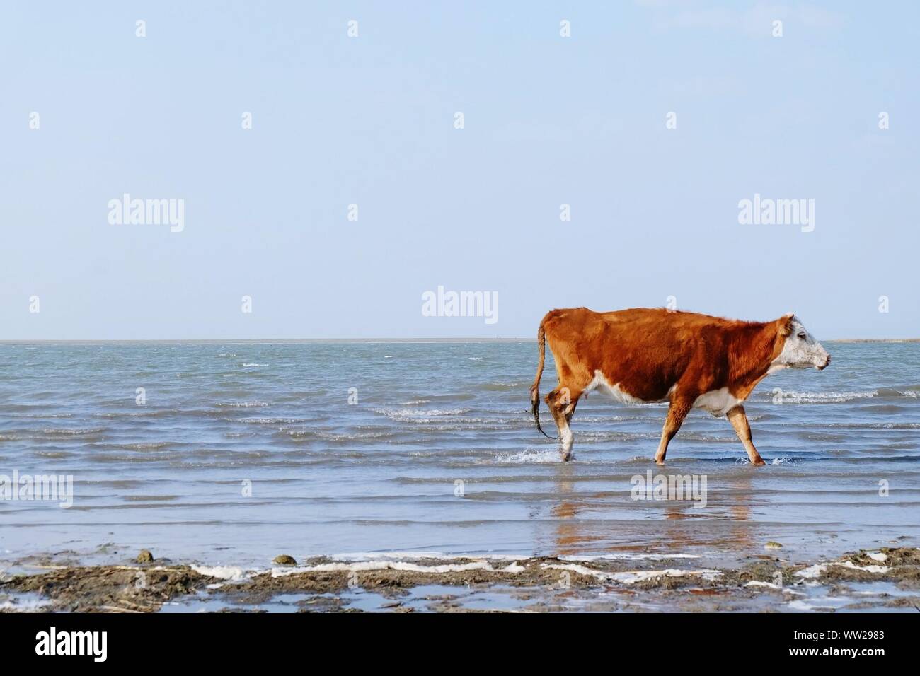 Cow walking on beach hi-res stock photography and images - Alamy