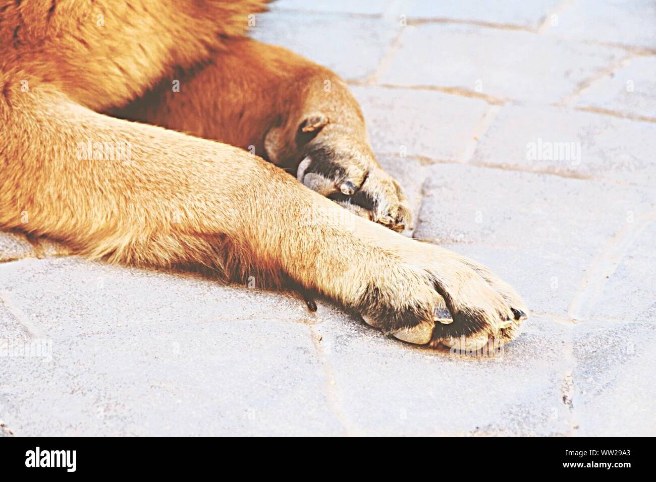 Dog paws up hi-res stock photography and images - Alamy