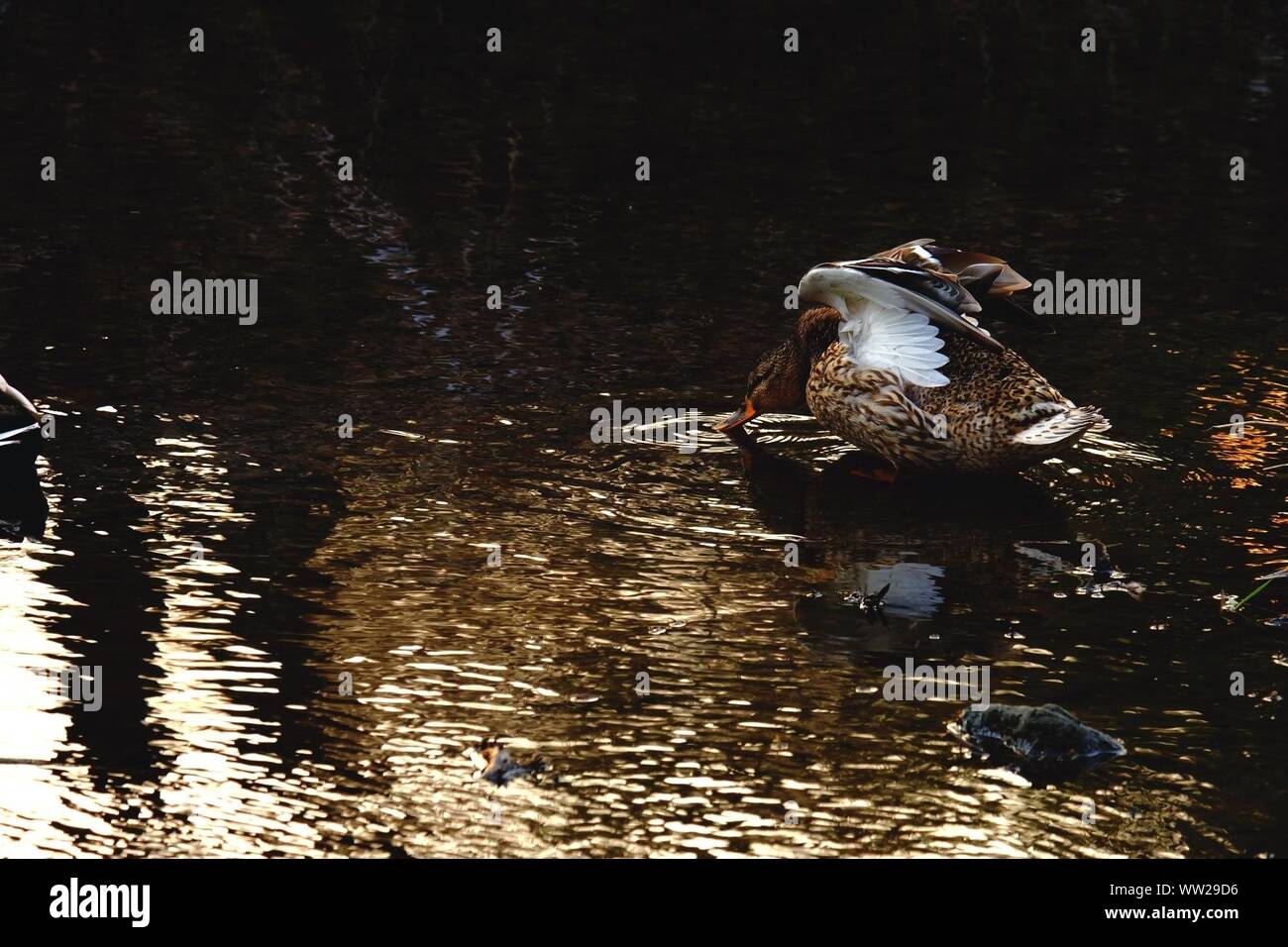 Bird drinking from lake hi-res stock photography and images - Alamy