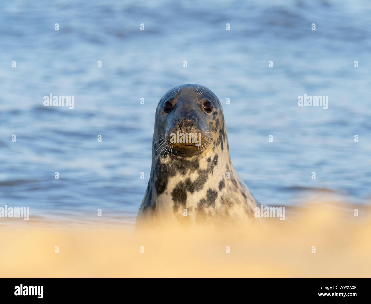 Female seal hi-res stock photography and images - Alamy