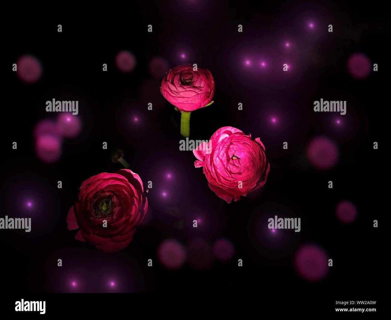 Spotlight rose hi-res stock photography and images - Alamy