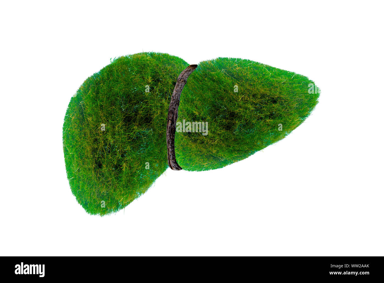 Realistic liver images are human green tree shapes about diseases and ...