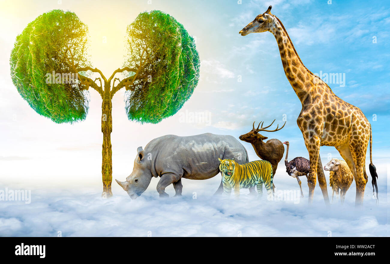 Wildlife Conservation Day Wild animals to the home. Or wildlife ...