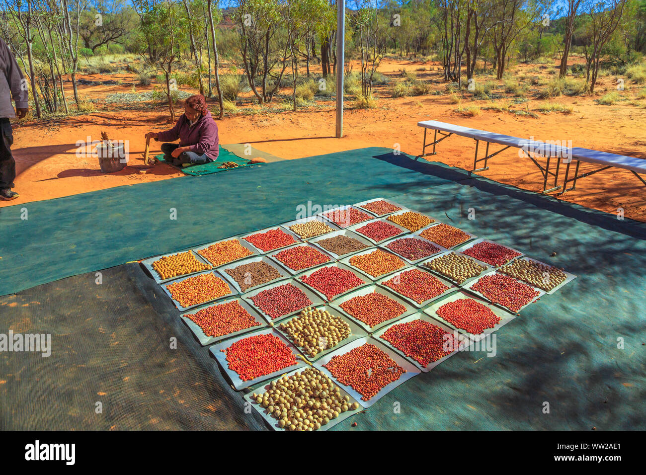Aboriginal bush medicine hi-res stock photography and images - Alamy