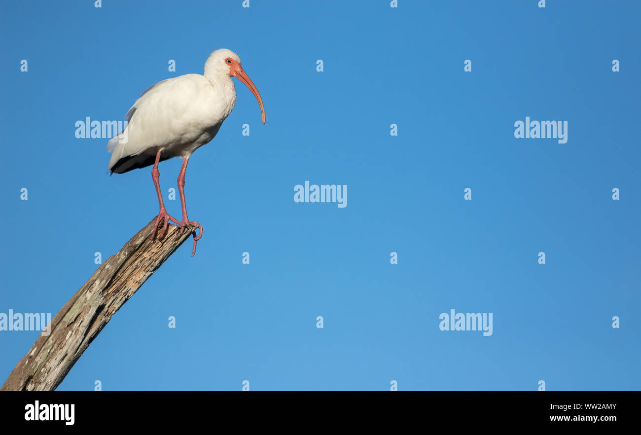 Wildlifeeverglades bird hi-res stock photography and images - Alamy