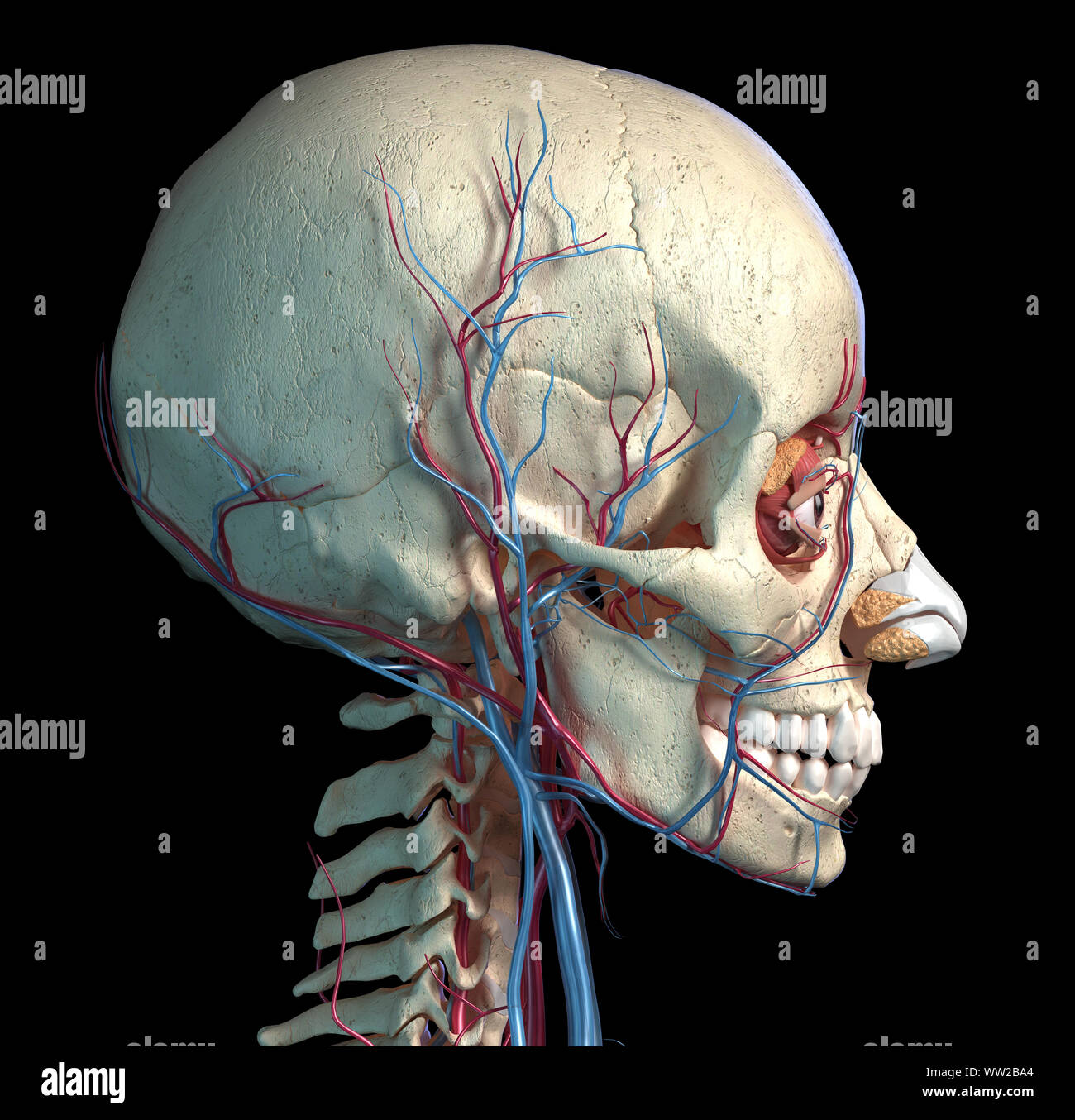 Human head side view hi-res stock photography and images - Alamy