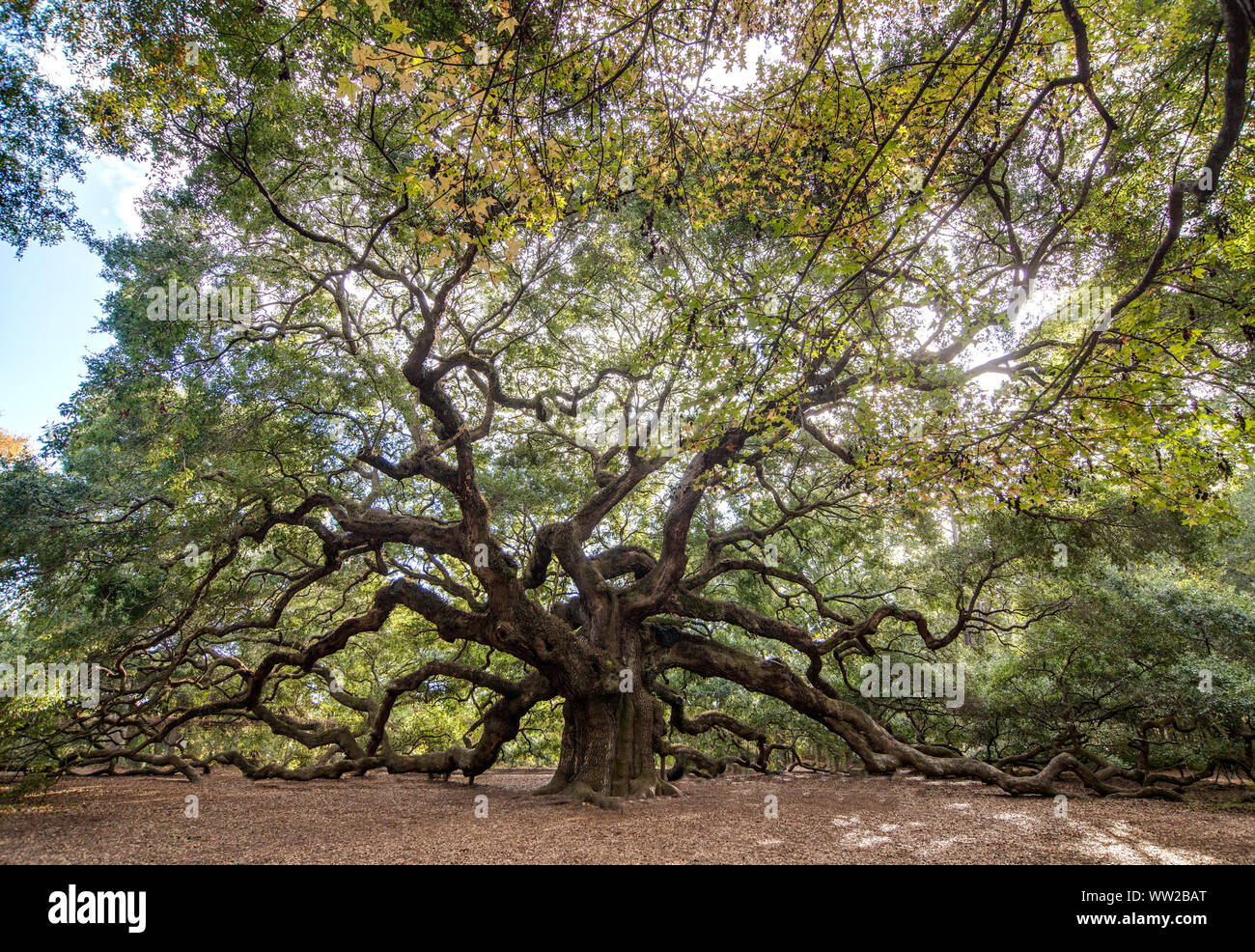 Wide spreading tree hi-res stock photography and images - Alamy