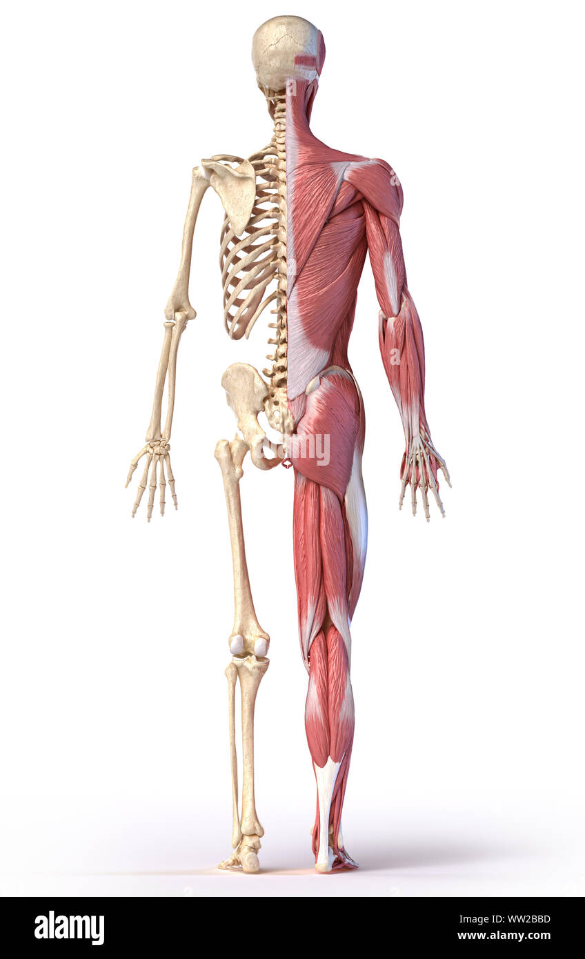 Posterior view of human muscular system hi-res stock photography and ...