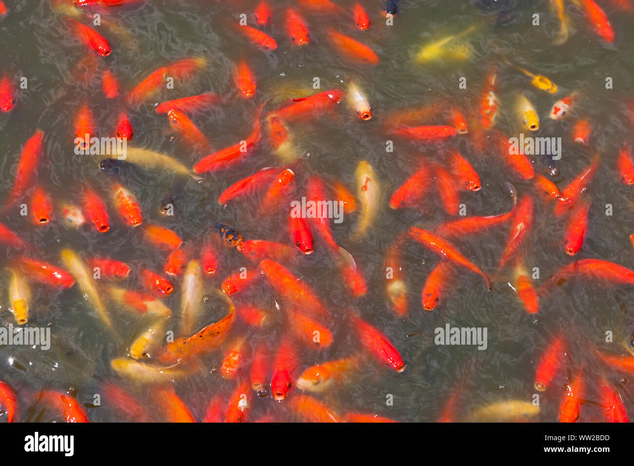 Brocade carp hi-res stock photography and images - Alamy