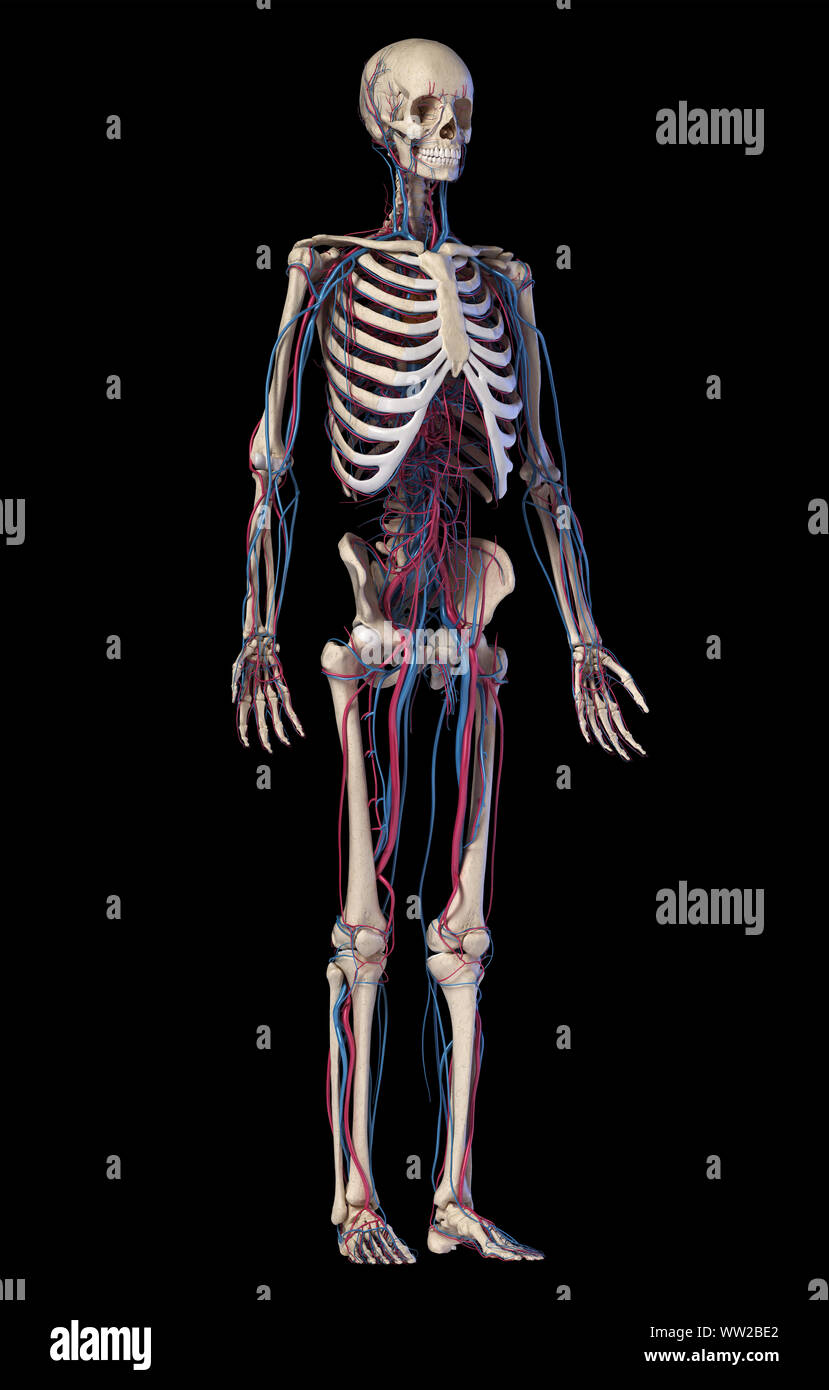 Human body anatomy. 3d illustration of Skeletal and cardiovascular ...
